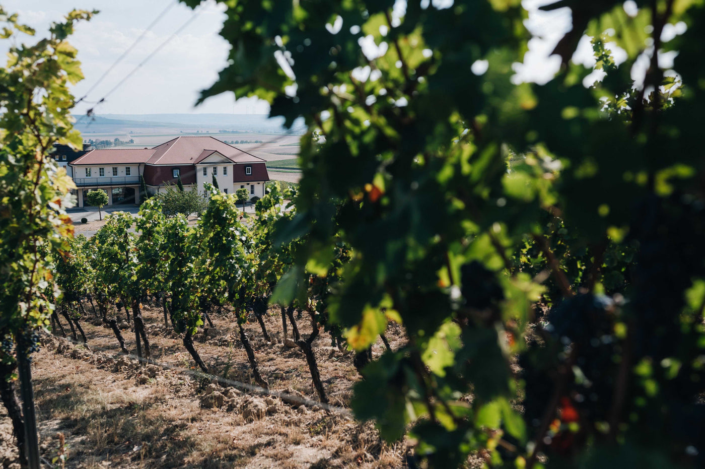 Neverland Vineyards | Organic wine made beyond imagination