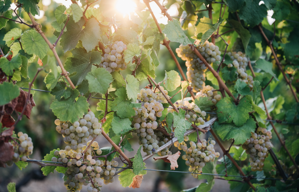 6 Fl. Neverland PreView Paket